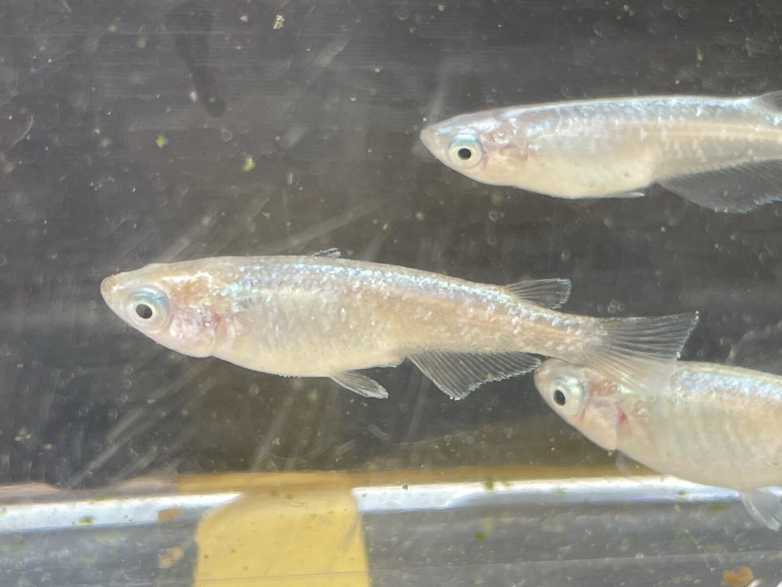 メダカ飼育/100均にある容器を比較！家にあるものでも飼育が可能？（画像）かんたん解説 | ネド》めだかブログ