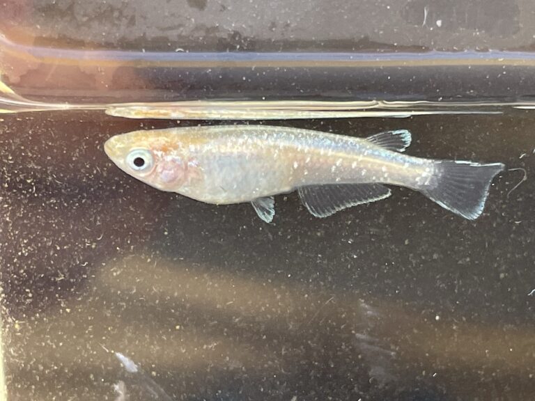 『セリア最新』メダカの横見ケースすごすぎ！昔と比較し、100均の神アイテムを画像付きで紹介 | ネド》めだかブログ