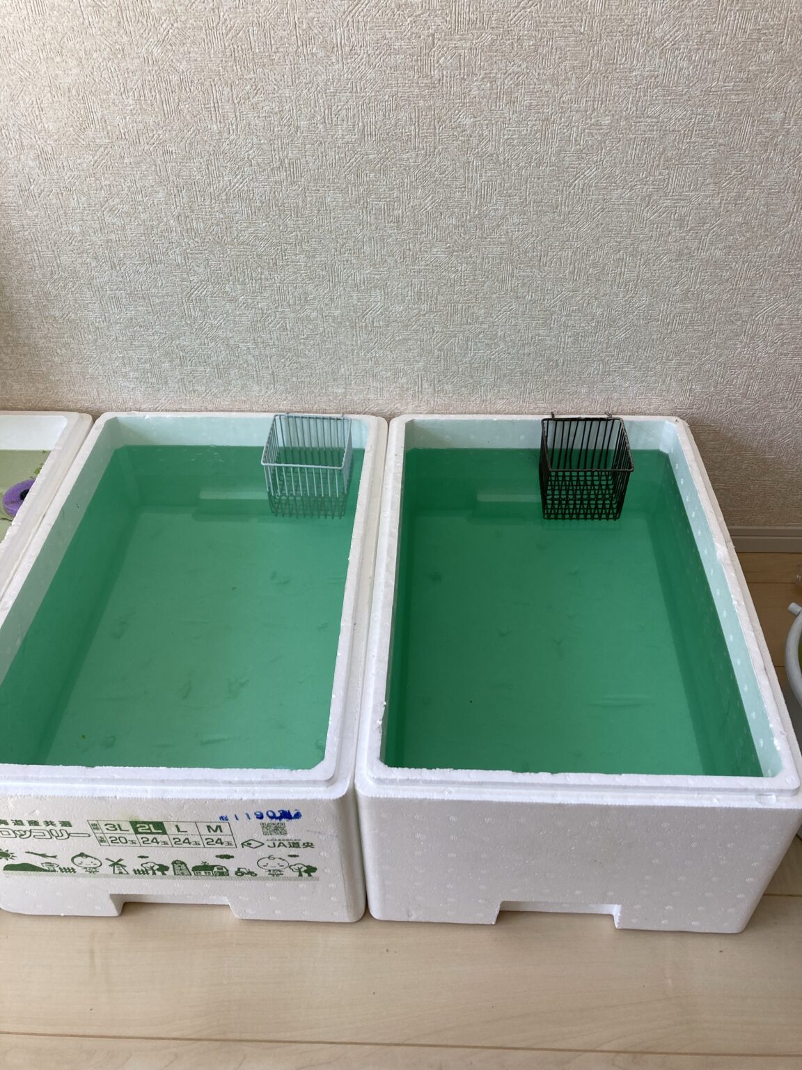 メダカ飼育/100均にある容器を比較！家にあるものでも飼育が可能？（画像）かんたん解説 | ネド》めだかブログ