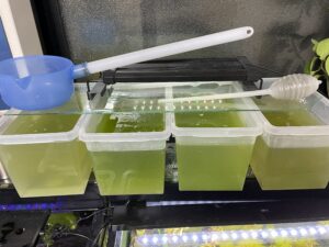 メダカ飼育/100均にある容器を比較！家にあるものでも飼育が可能？（画像）かんたん解説 | ネド》めだかブログ