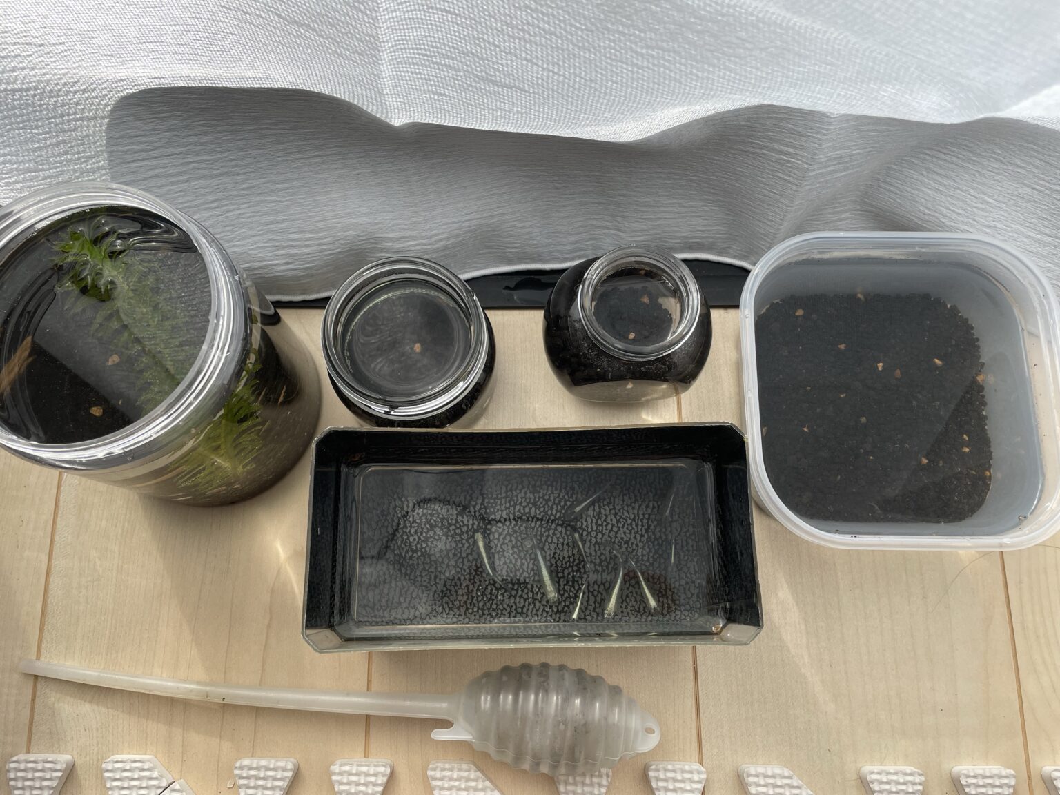 メダカ飼育/100均にある容器を比較！家にあるものでも飼育が可能？（画像）かんたん解説 | ネド》めだかブログ