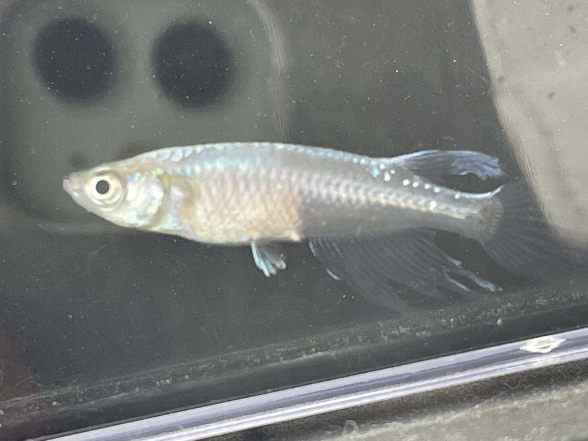 メダカ飼育/100均にある容器を比較！家にあるものでも飼育が可能？（画像）かんたん解説 | ネド》めだかブログ