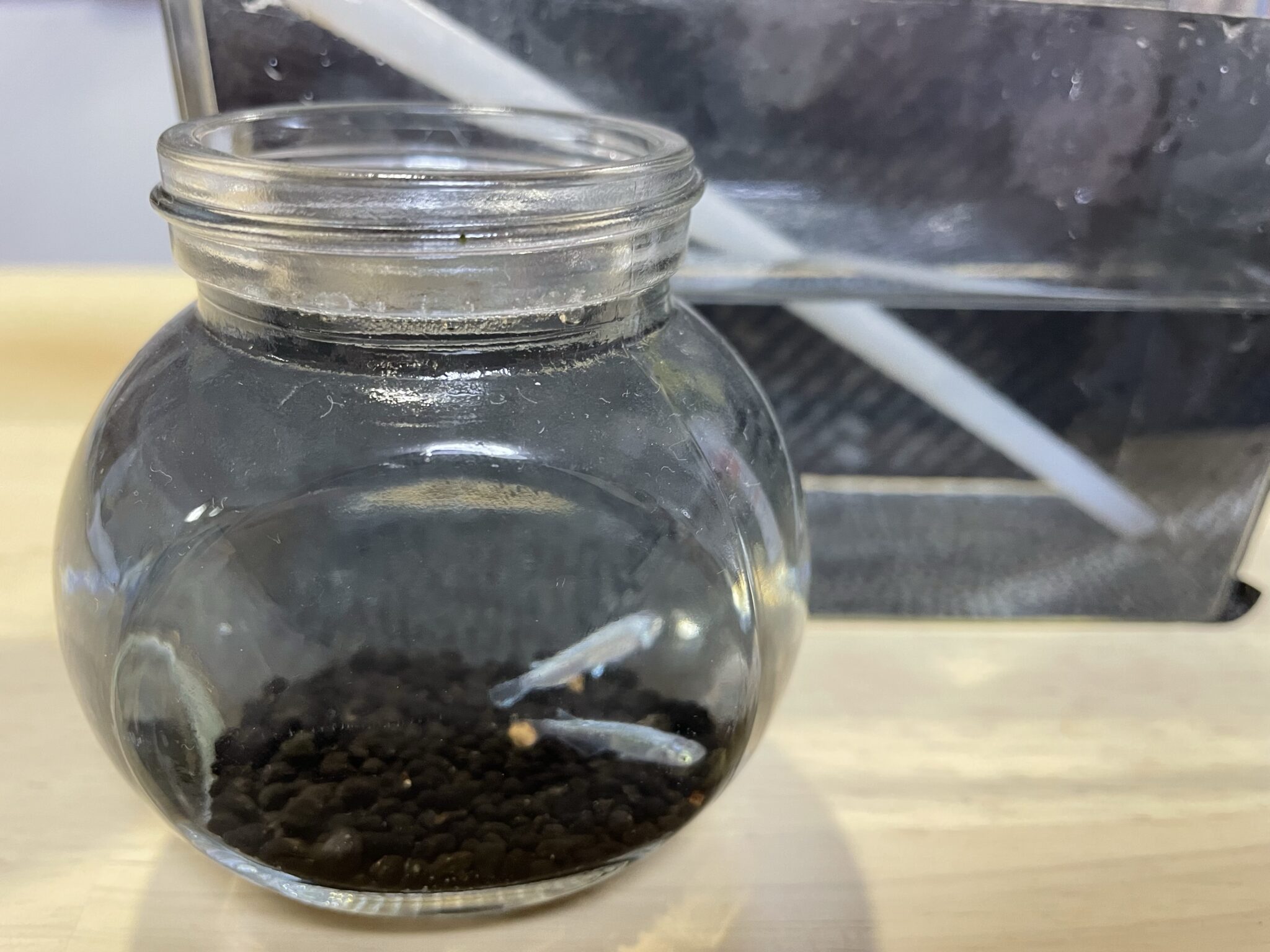 メダカ飼育/100均にある容器を比較！家にあるものでも飼育が可能？（画像）かんたん解説 | ネド》めだかブログ